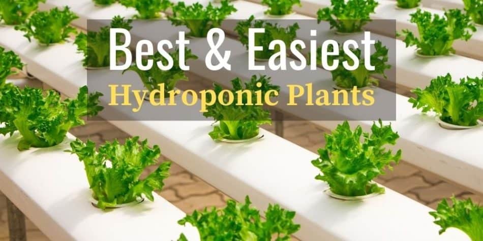 Best and Easiest Plants For Hydroponic Gardening