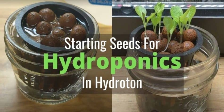 Starting Seeds Hydroponically In Hydroton |Step by Step Guide With Photos