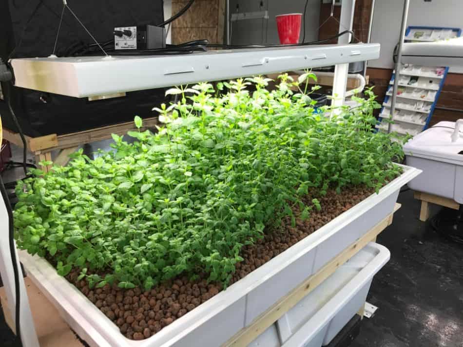 How Does Hydroponic Gardening Work?