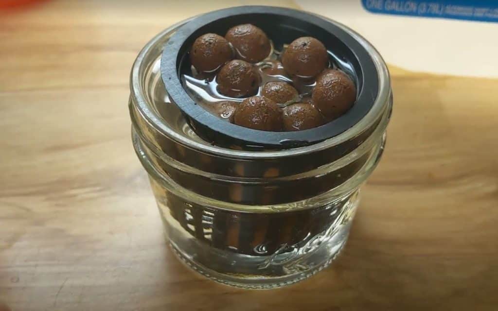 Starting Seeds Hydroponically In Hydroton |Step by Step Guide With Photos