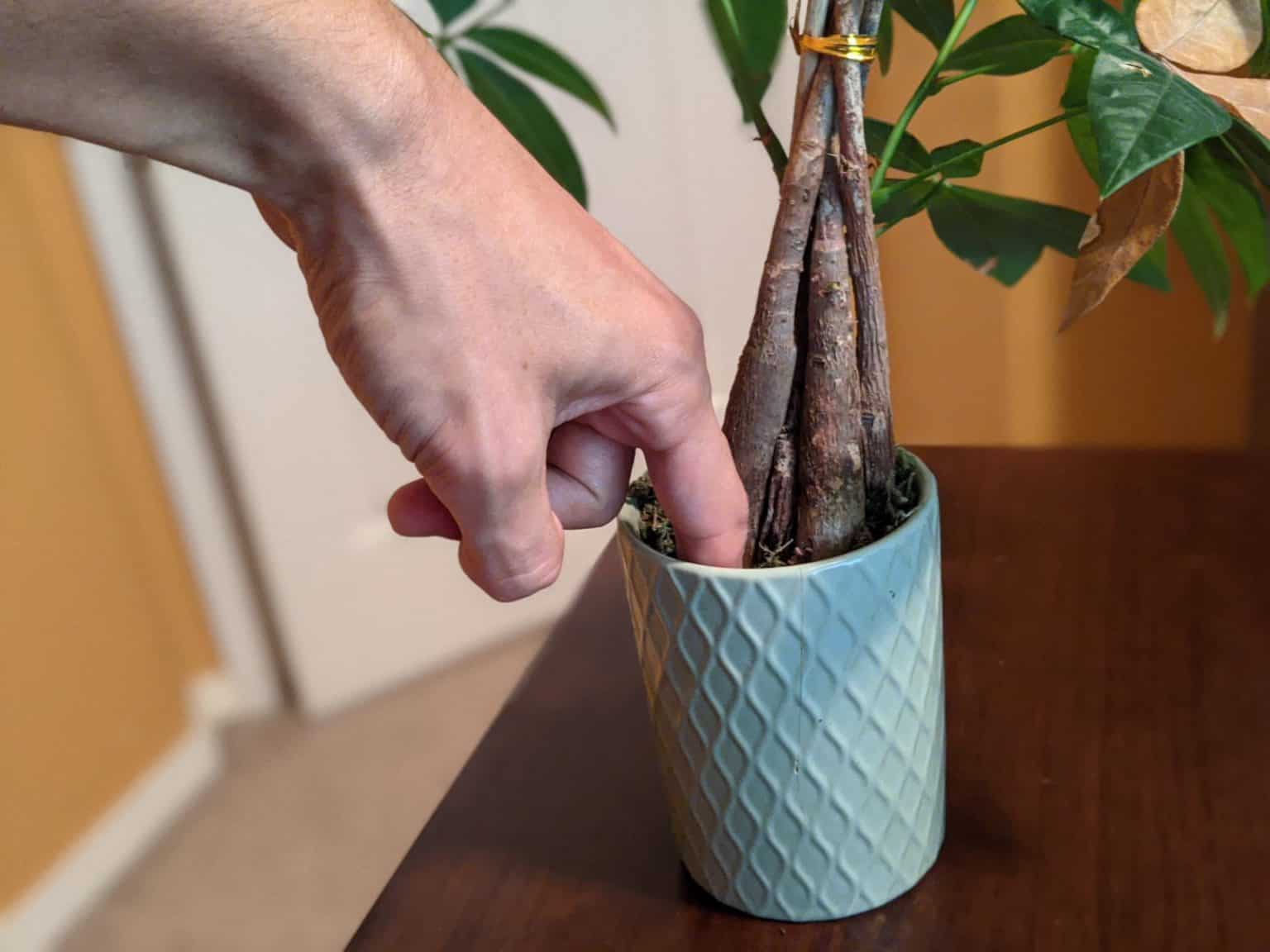 Reasons for Money Tree Leaves Falling Off or Turning Yellow