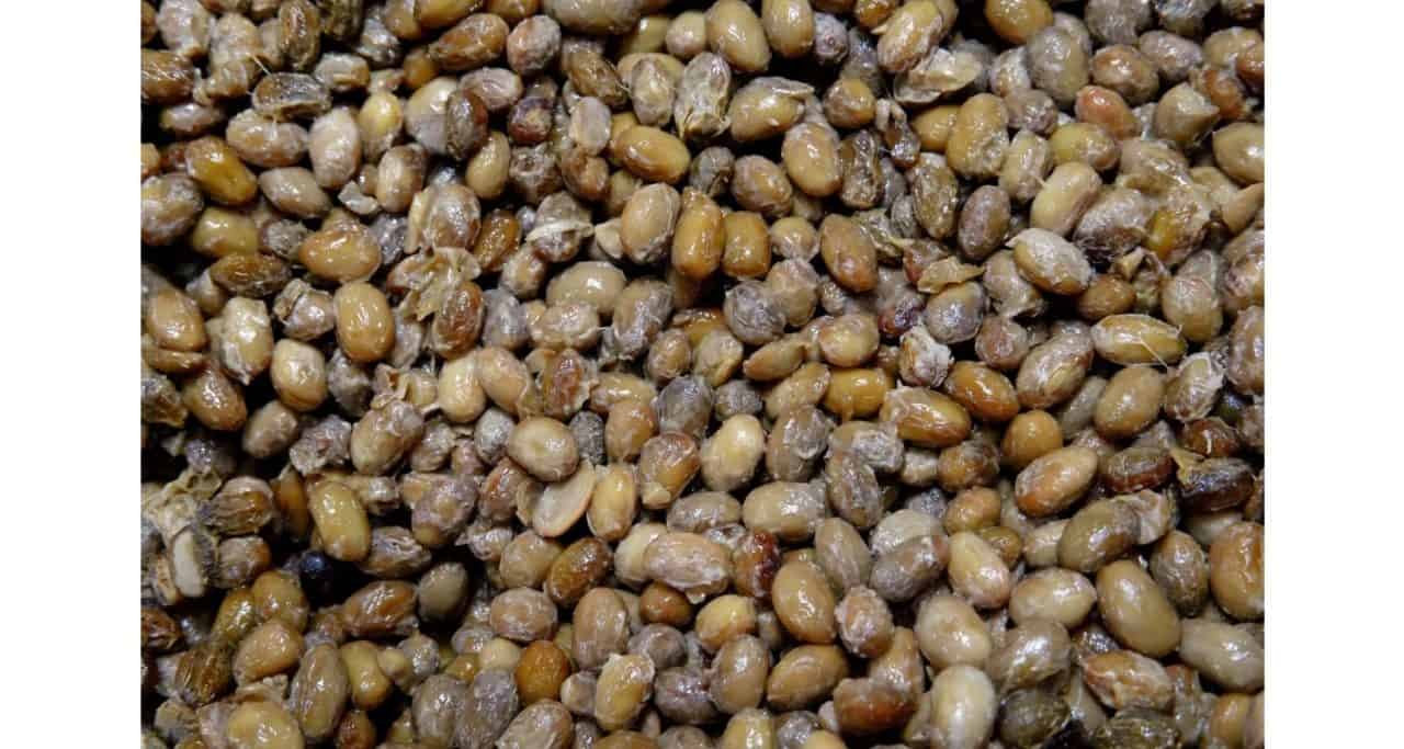 My Beans Sprouted While Soaking – Now What?