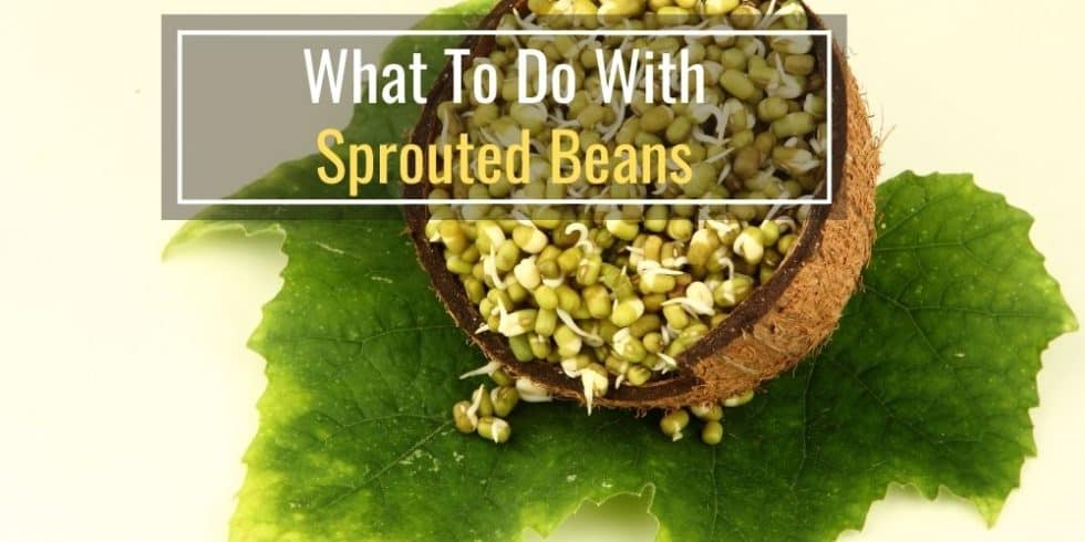 My Beans Sprouted While Soaking – Now What?
