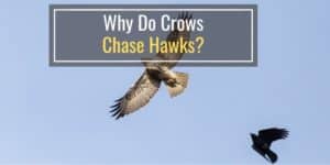 Why Do Crows Chase Hawks? (Explained)
