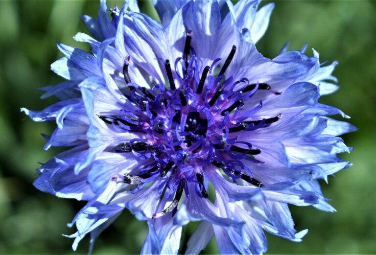 55 Blue Foods (with Pictures)