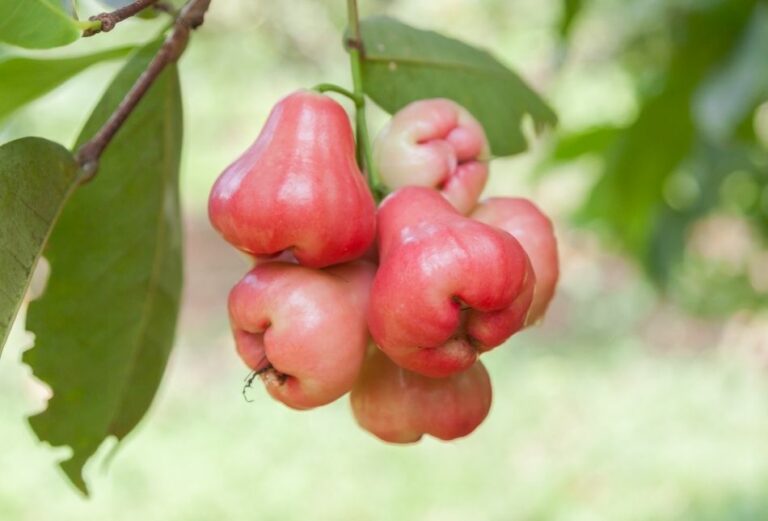 41 Pink Foods (with Pictures)