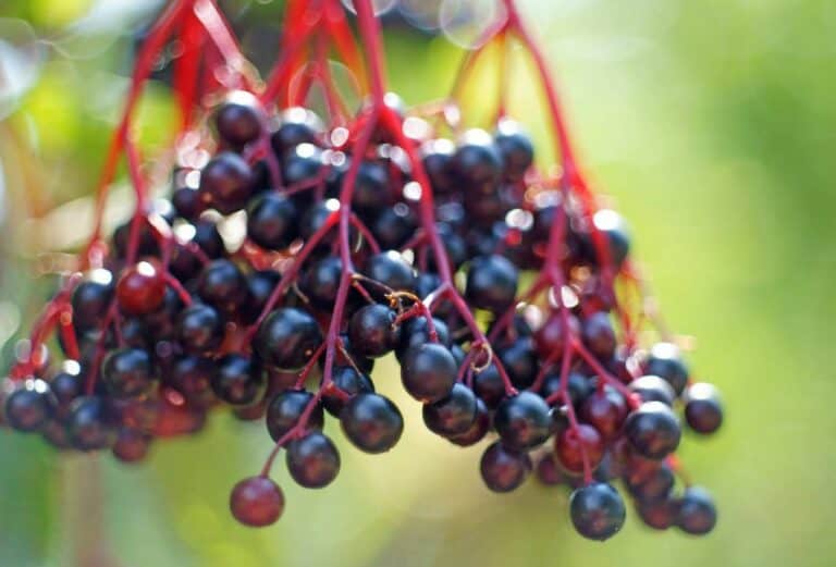 46 Purple Foods (with Pictures)