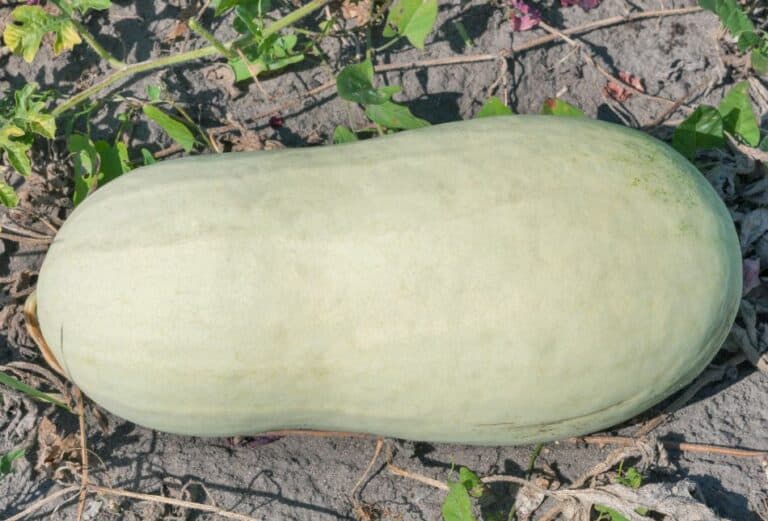 33 Gray Foods (With Pictures)