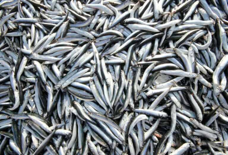 33 Gray Foods (With Pictures)