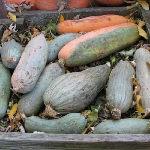 33 Gray Foods (With Pictures)